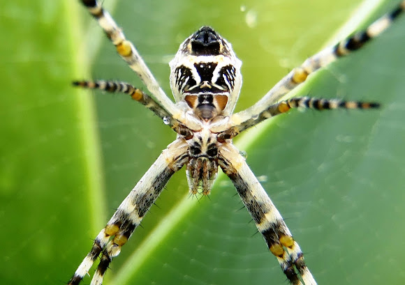Silver Argiope. Araña argiope | Project Noah