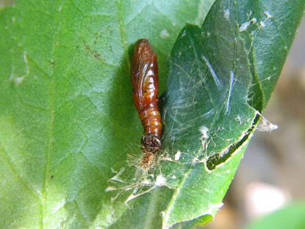 hibiscus leaf-roller moth (pupa) | Project Noah