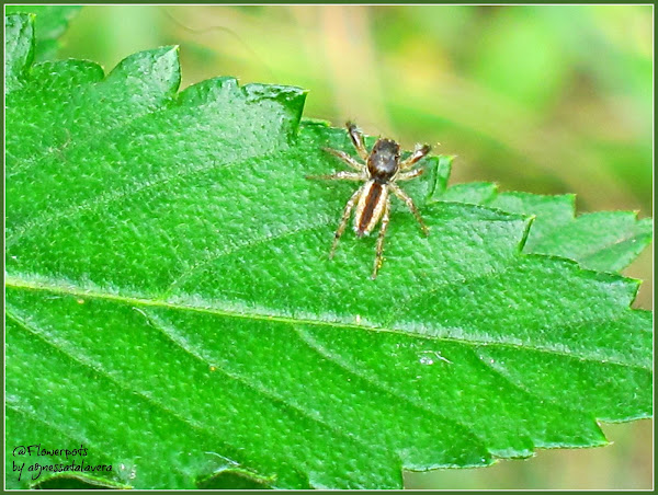 Chrysilla Jumping Spider | Project Noah