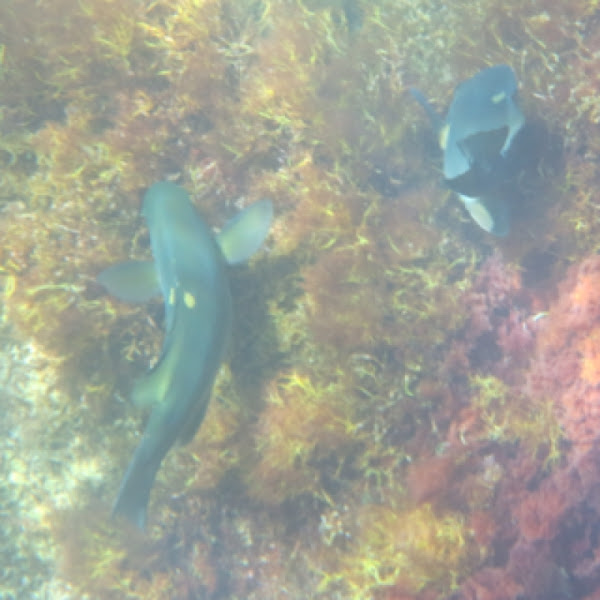 Opaleye | Project Noah