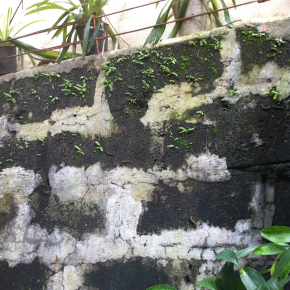 Cyanide Millipede | Project Noah