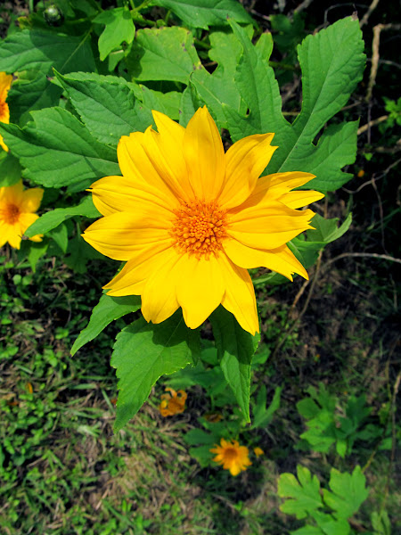 Tree Marigold | Project Noah