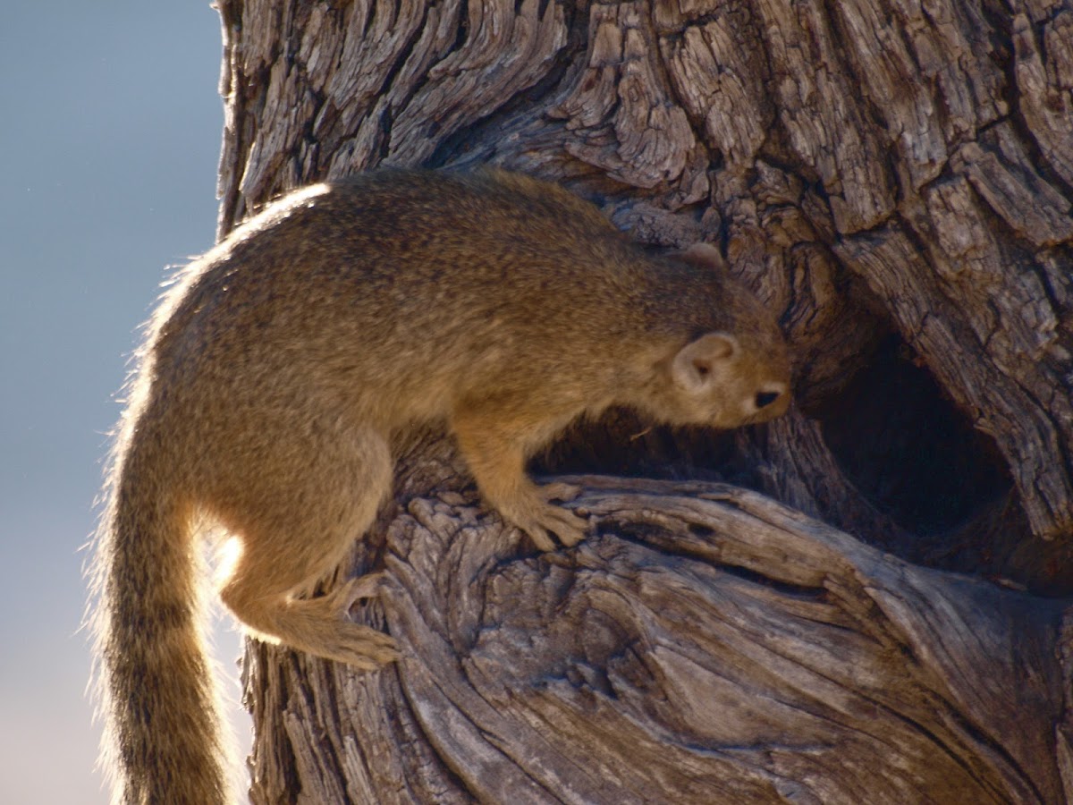 Mutable sun squirrel | Project Noah