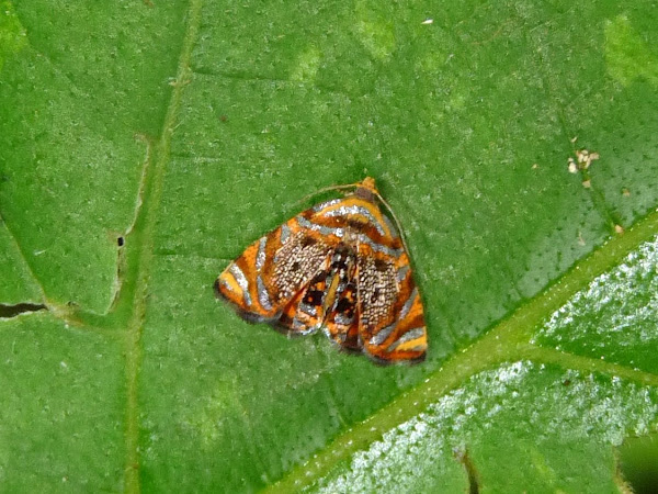 Metalmark Moth | Project Noah