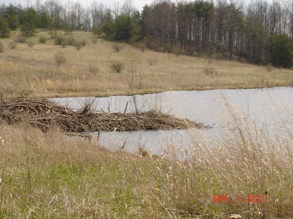 beaver dam | Project Noah