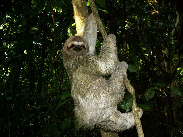 3-fingered Sloth | Project Noah