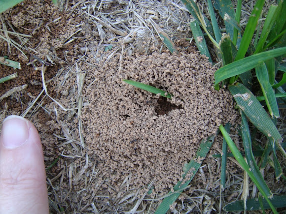 Anthill | Project Noah