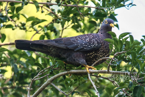 African Olive Pigeon | Project Noah