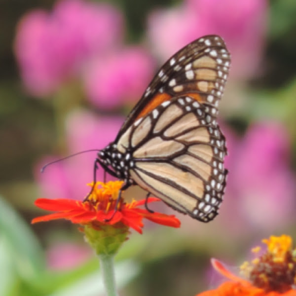 Monarch | Project Noah