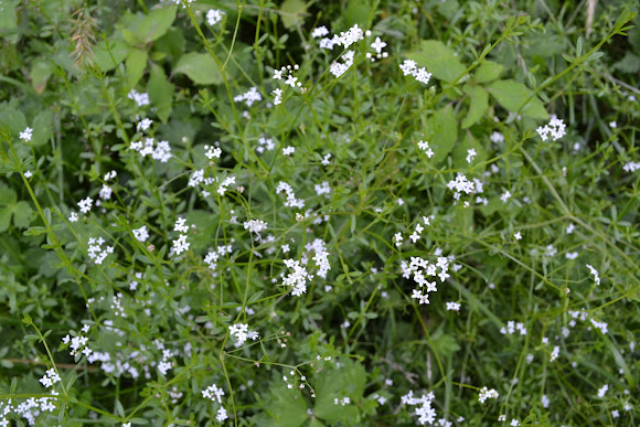 Marsh Bedstraw | Project Noah