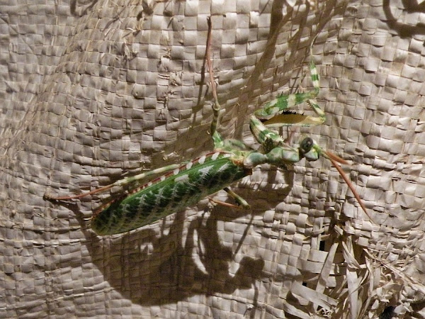 Egyptian Flower Mantis | Project Noah