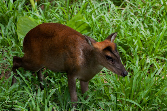 Bornean Yellow Muntjac | Project Noah