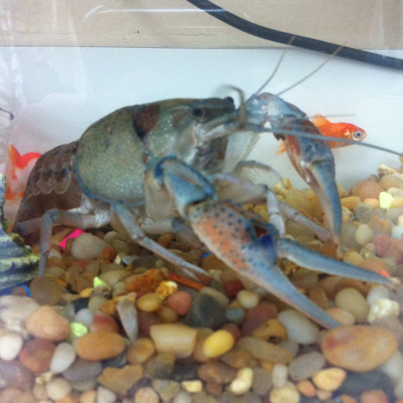 Texas Prairie Crawfish | Project Noah