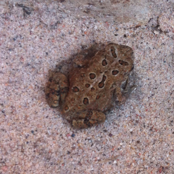 American toad | Project Noah