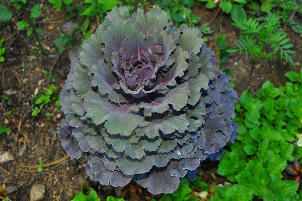 Kale | Project Noah
