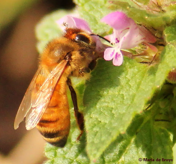 European honey bee | Project Noah