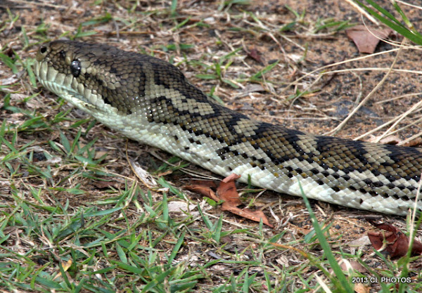 Carpet Snake | Project Noah