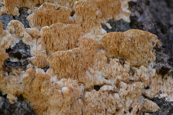 spongy-toothed polypore | Project Noah