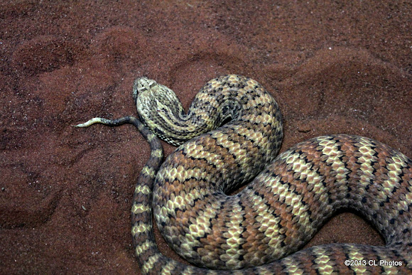 Common Death Adder | Project Noah