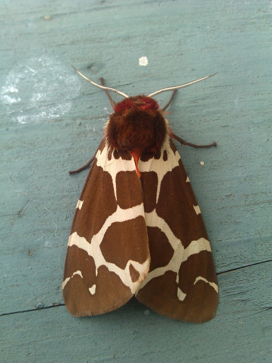 Garden Tiger Moth | Project Noah
