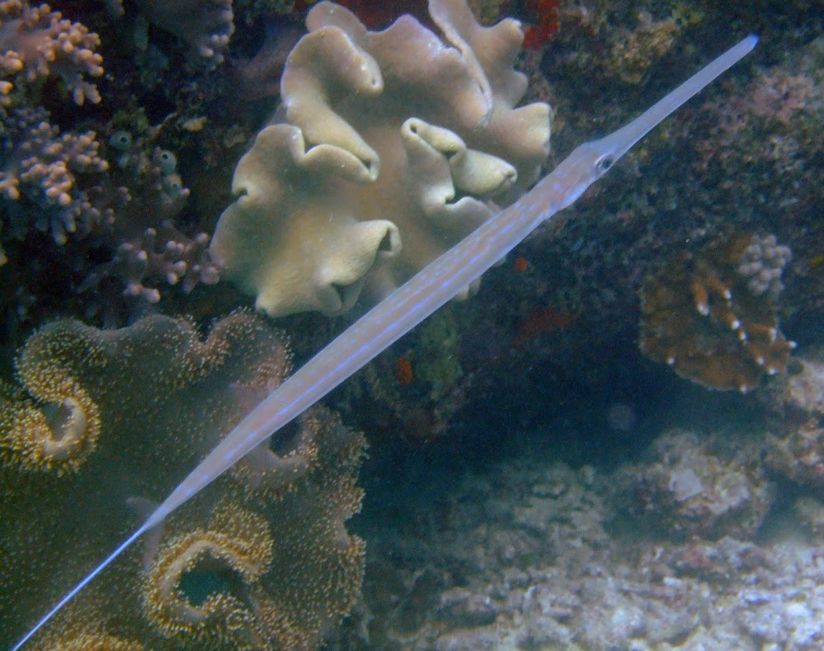 Blue Spotted Cornetfish | Project Noah