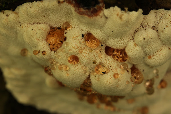 Bleeding Tooth Fungus | Project Noah