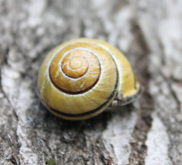 Grove snail | Project Noah