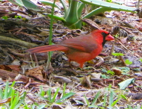 Cardinal | Project Noah