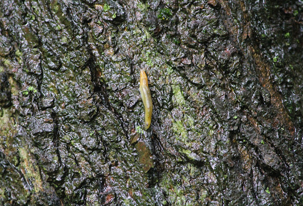 Dusky arion | Project Noah