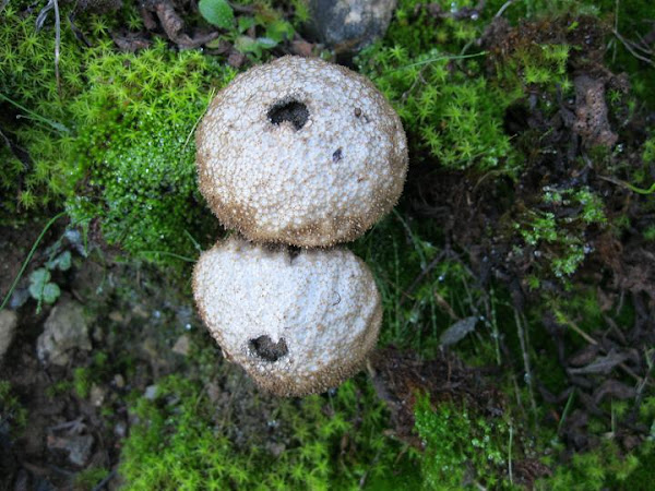 Lycoperdon | Project Noah