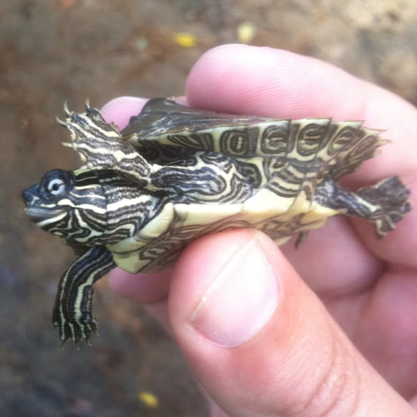 Sabine Map Turtle | Project Noah