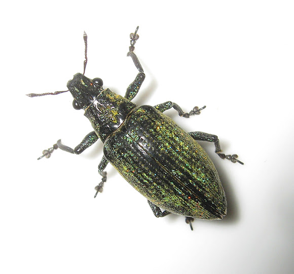 Glitter Weevil | Project Noah