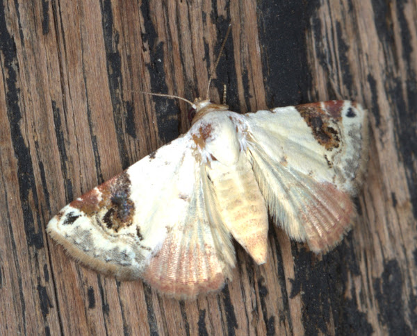 Eublemma ecthaemata | Project Noah