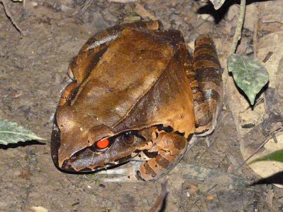 Smoky jungle frog (male) | Project Noah