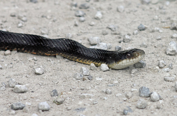 Texas Rat Snake (Black Rat Snake) | Project Noah