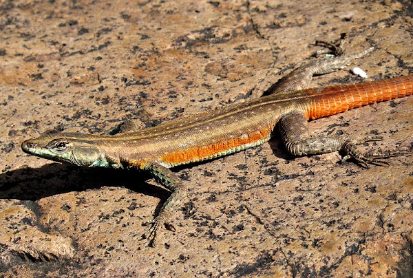 Lebombo Flat Lizard | Project Noah
