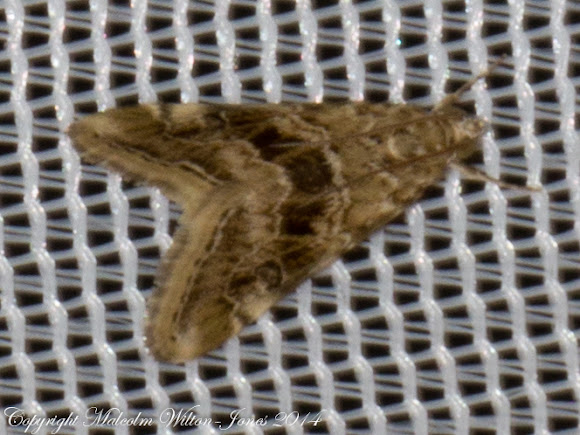 Cabbage Webworm | Project Noah