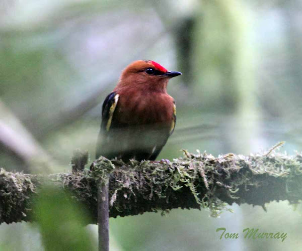 Club-winged Manakin | Project Noah