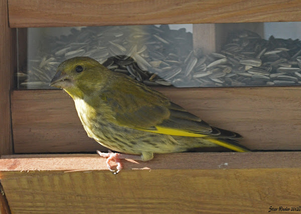 European Greenfinch | Project Noah