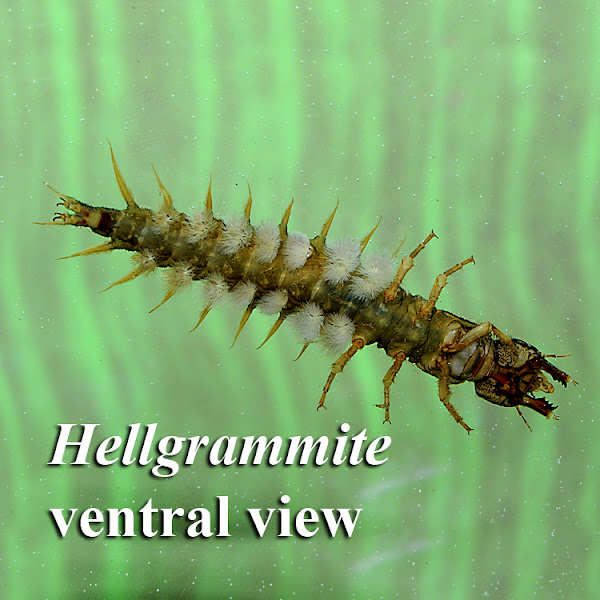 Hellgrammite | Project Noah