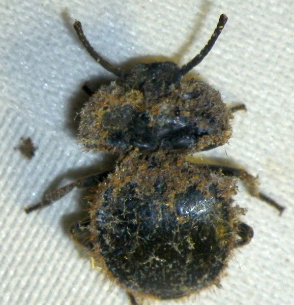 Mouldy Beetle | Project Noah