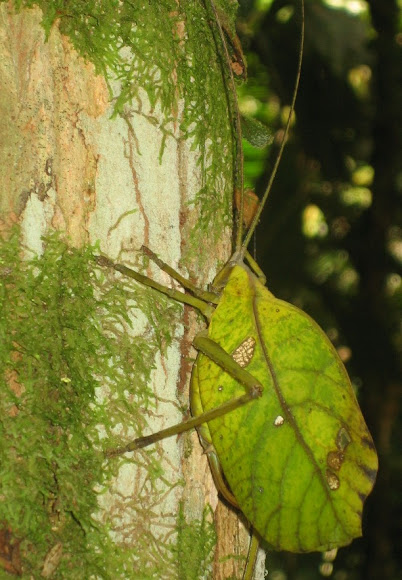 Leaf Mimic Katydid | Project Noah