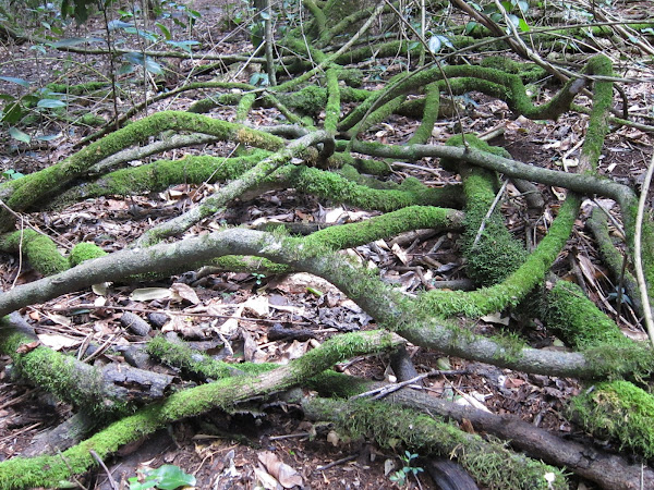 Lianas | Project Noah