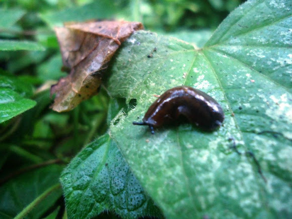 Babosa Común | Project Noah