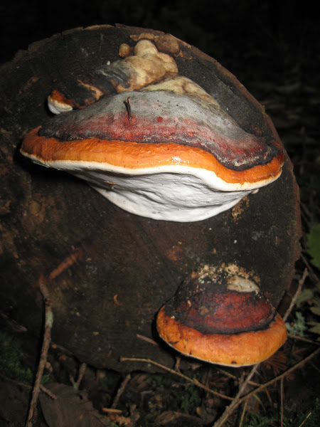 Red Banded Polypore | Project Noah
