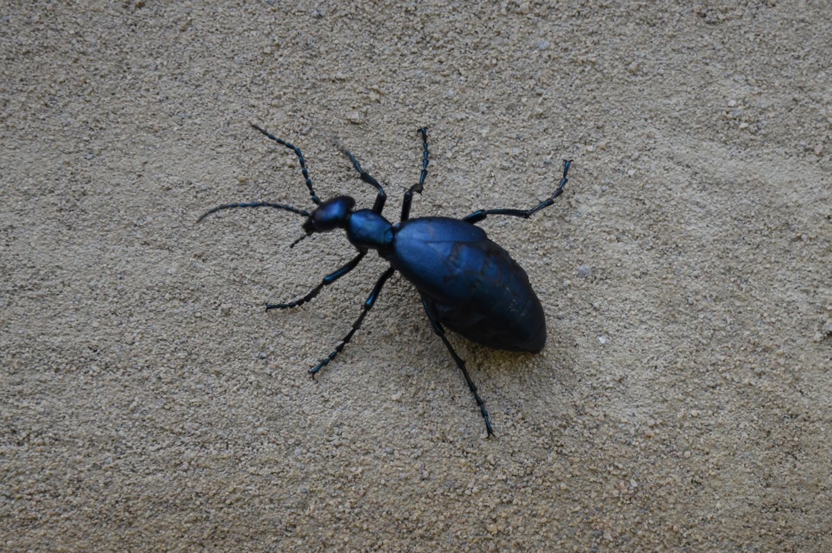 Short-winged blister beetle | Project Noah