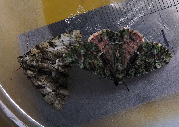 Lemon-scented Tea Tree Moth | Project Noah