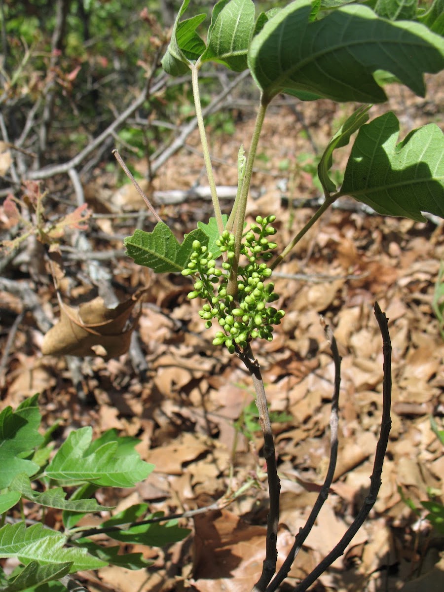 Poison oak | Project Noah