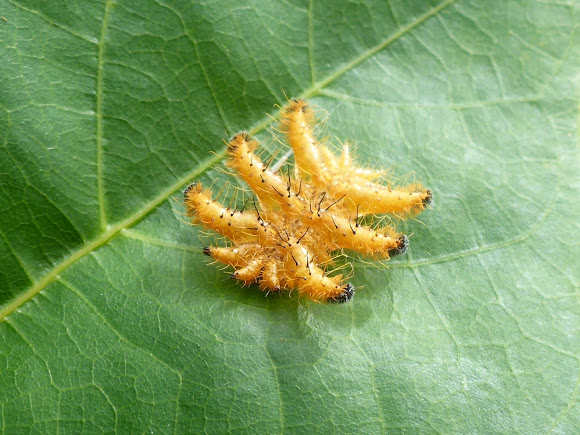 Monkey Slug | Project Noah