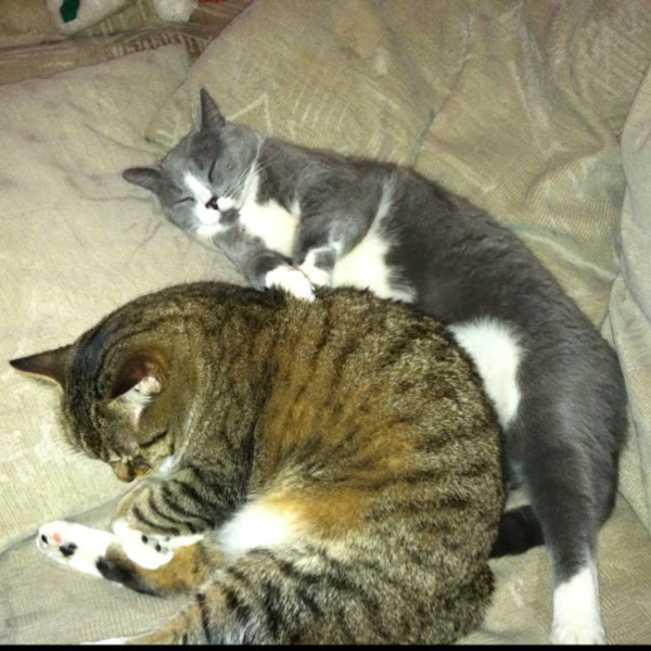 House cats | Project Noah